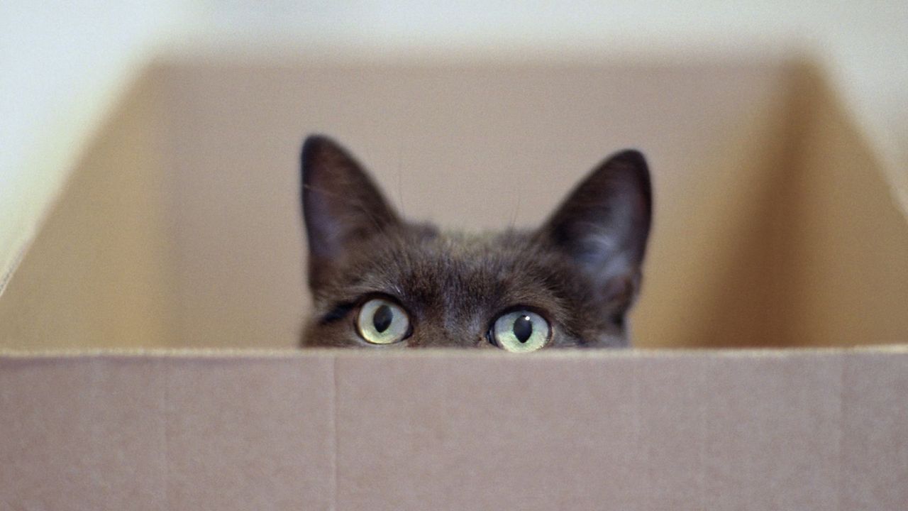 Captive formation: the common traps | Captive International